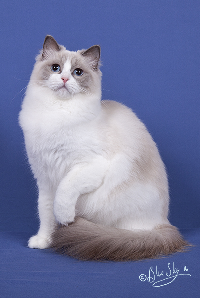 Breeders - Canadian Cat Association - L'Association féline Canadienne