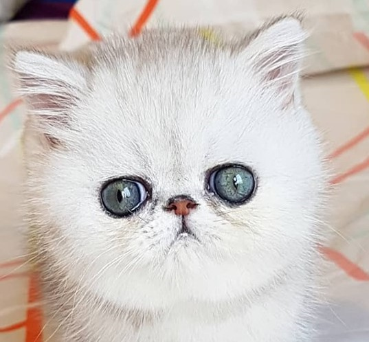 Breeders - Canadian Cat Association - L'Association féline Canadienne