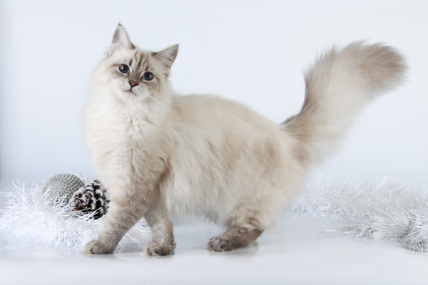 Breeders - Canadian Cat Association - L'Association féline Canadienne