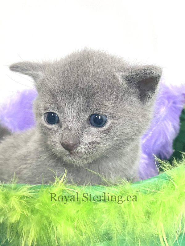 Breeders - Canadian Cat Association - L'Association féline Canadienne