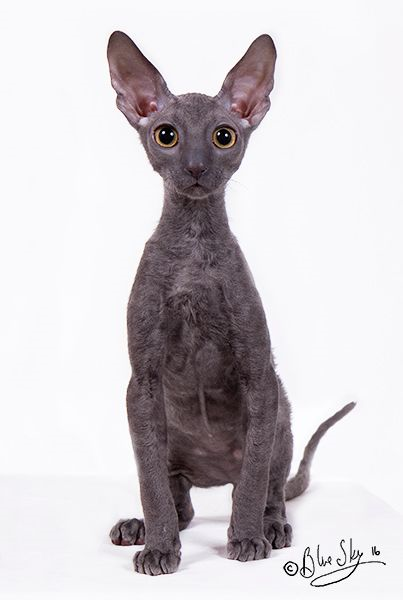 Breeders - Canadian Cat Association - L'Association féline Canadienne