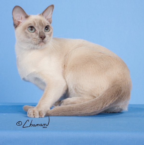Breed Descriptions - Canadian Cat Association - L'Association féline ...