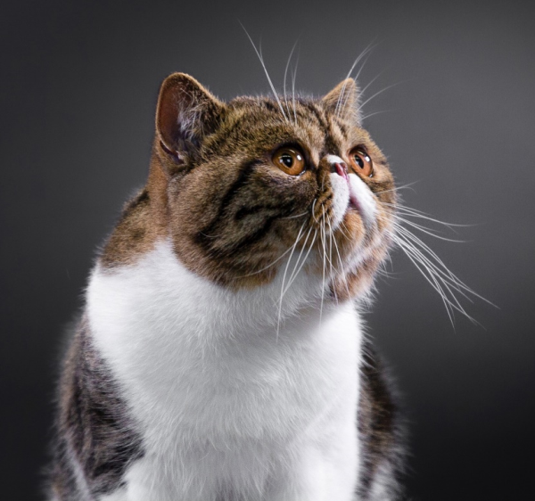 Canadian Regional Winners - Canadian Cat Association - L'Association ...